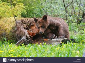 Seidh & Healing – Dreamquest